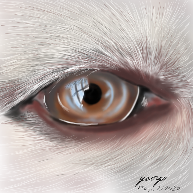 Ojo de lobo siberiano - ibisPaint