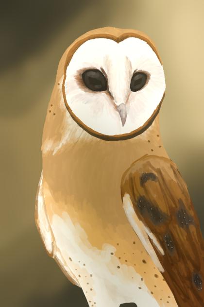 Owl - ibisPaint