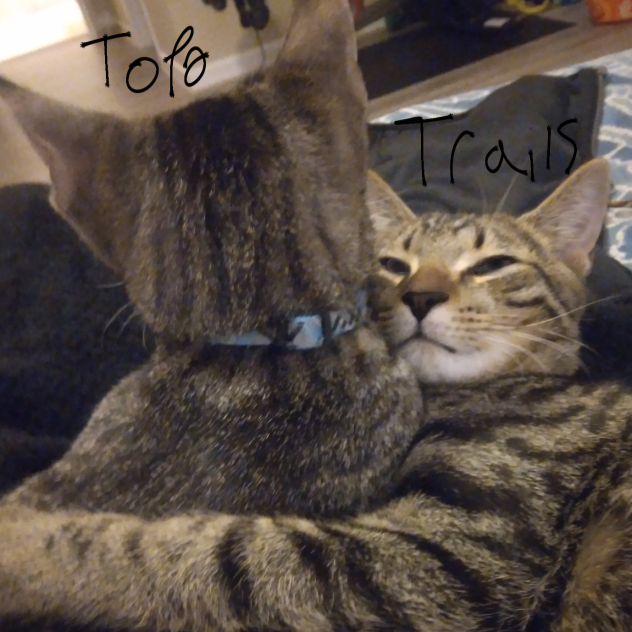 my cousins cats - ibisPaint