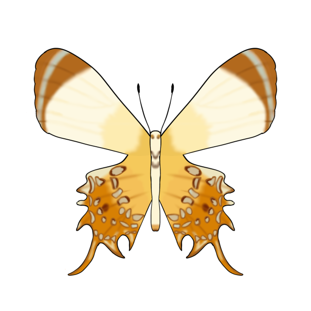Gold drop helicopsis butterfly - ibisPaint