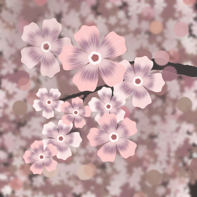 Cherry Blossom - ibisPaint