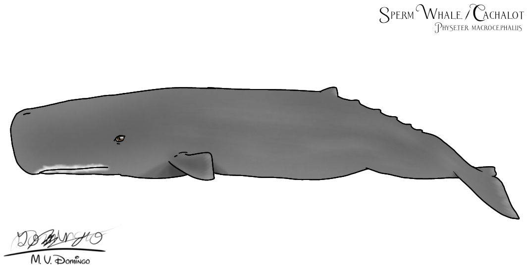 Sperm Whale - Cachalot - ibisPaint