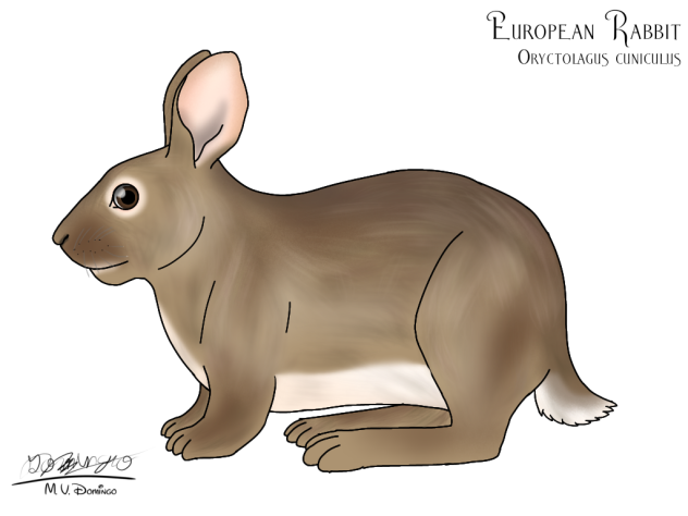 European Rabbit - ibisPaint