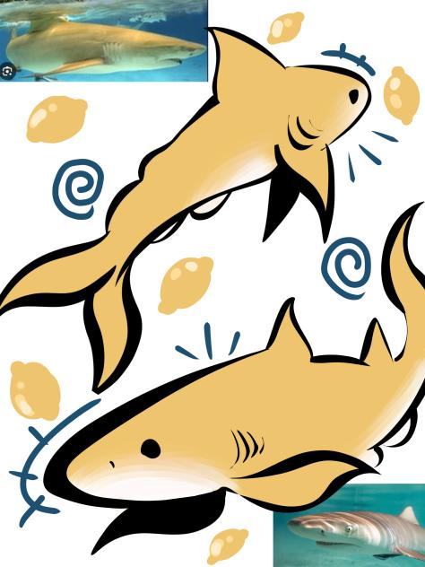 Lemon shark - ibisPaint