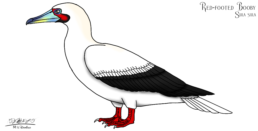 Red-footed Booby - ibisPaint