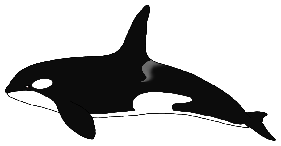 Orca - ibisPaint