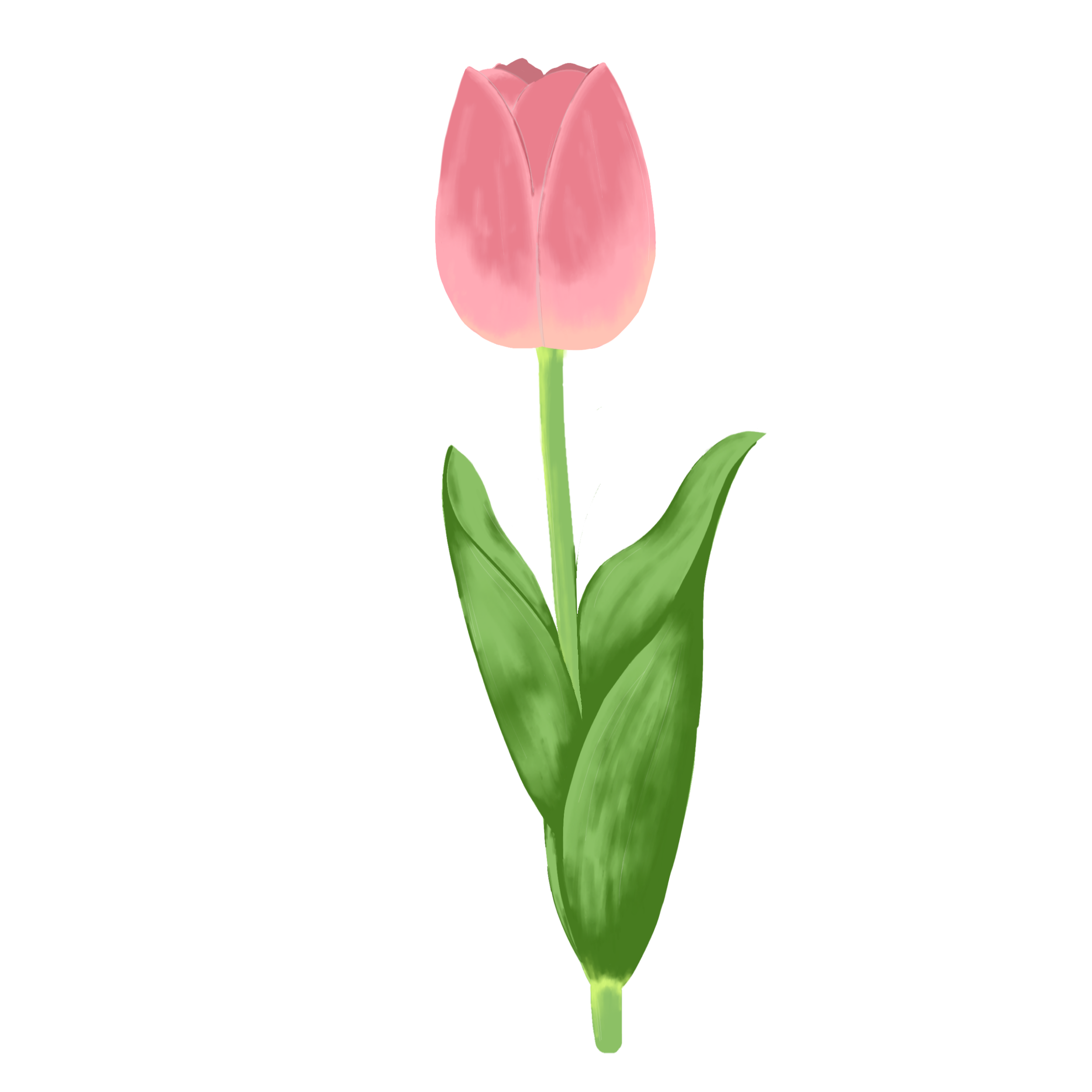 pink tulip - ibisPaint