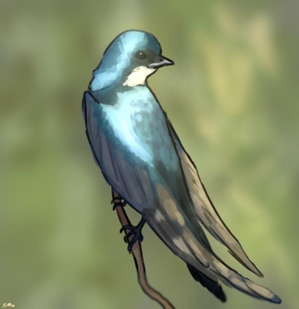 Tree Swallow - ibisPaint