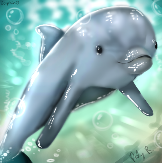 dolphin - ibisPaint