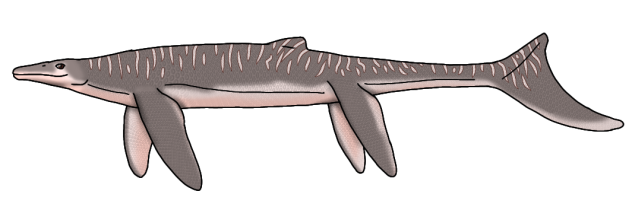 Megapterygius wakayamaensis render - ibisPaint