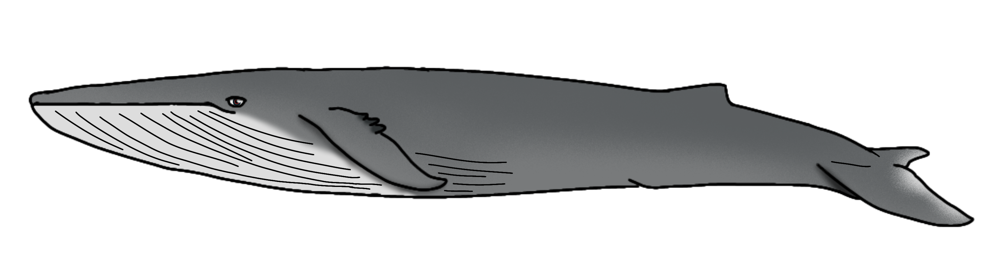 Nahagdhag no barnacles - ibisPaint