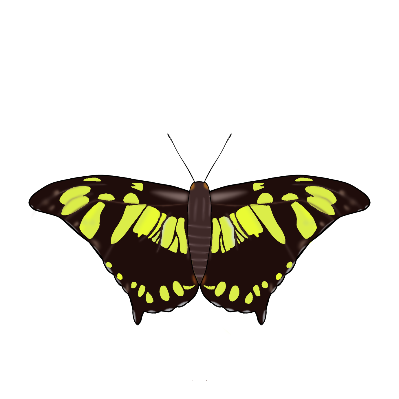 Malachite butterfly - ibisPaint
