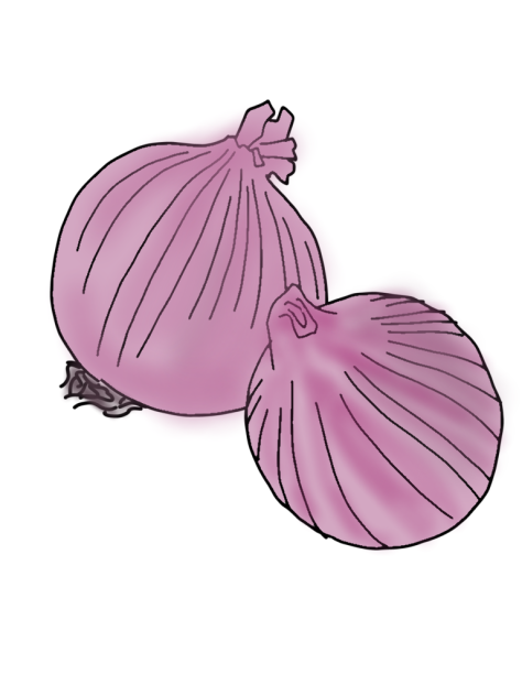 Onion 🧅 - ibisPaint