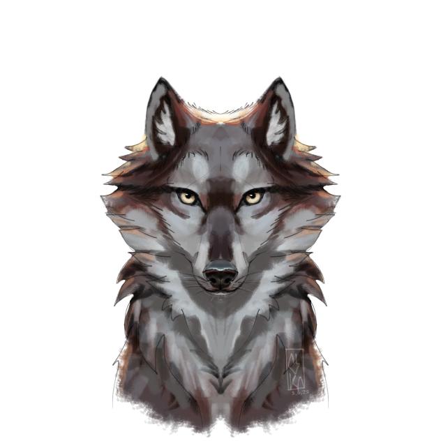 Wolf study - ibisPaint