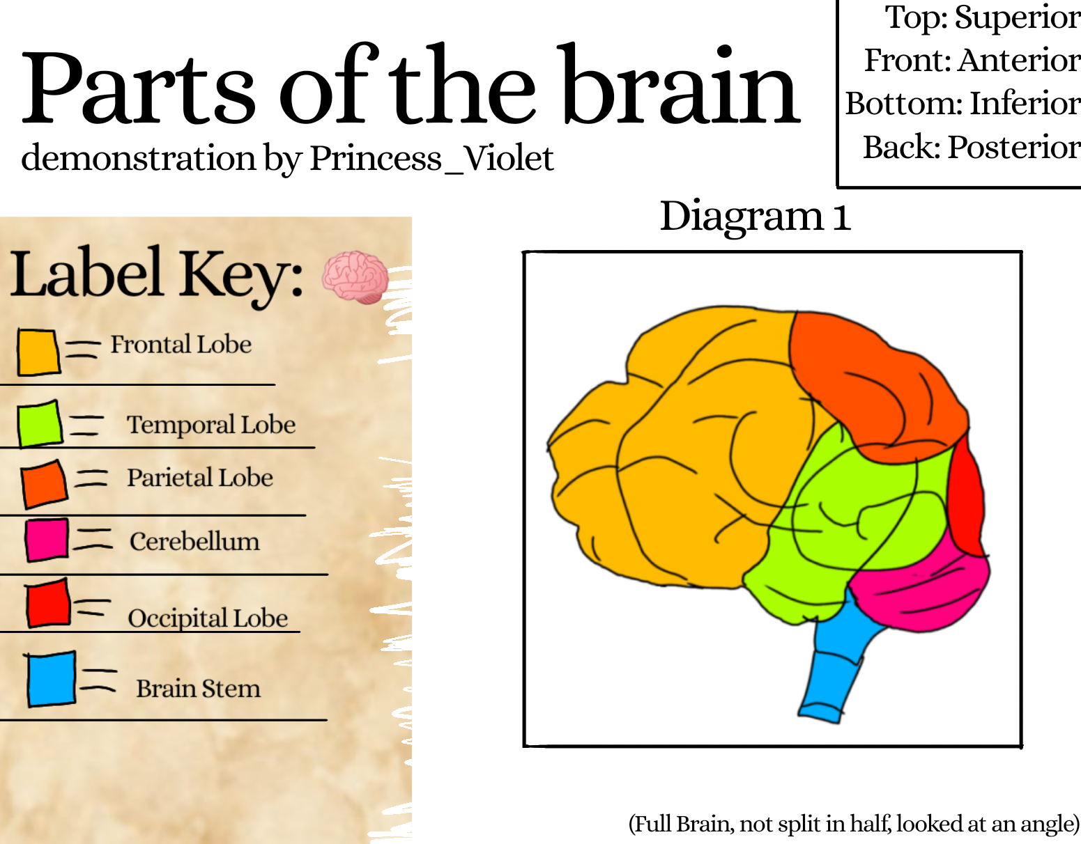 Parts of the Brain - ibisPaint