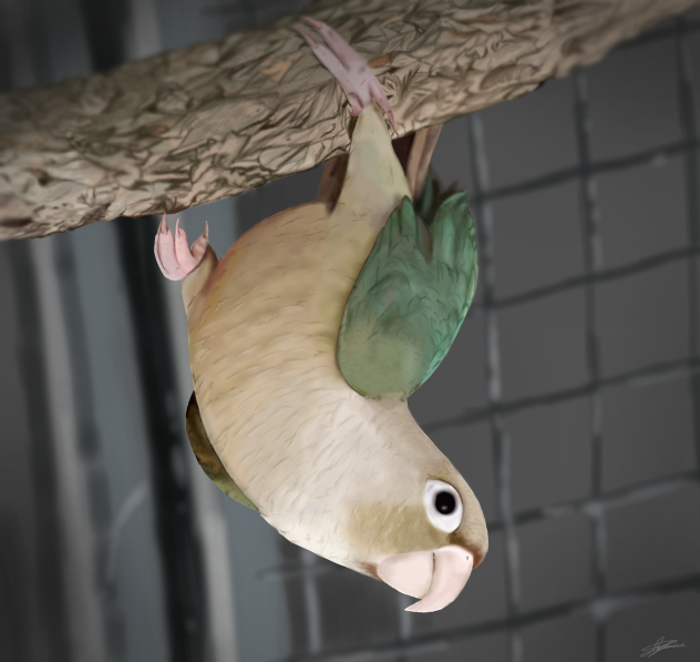 Mint Green Cheeked Conure 🦜 - ibisPaint