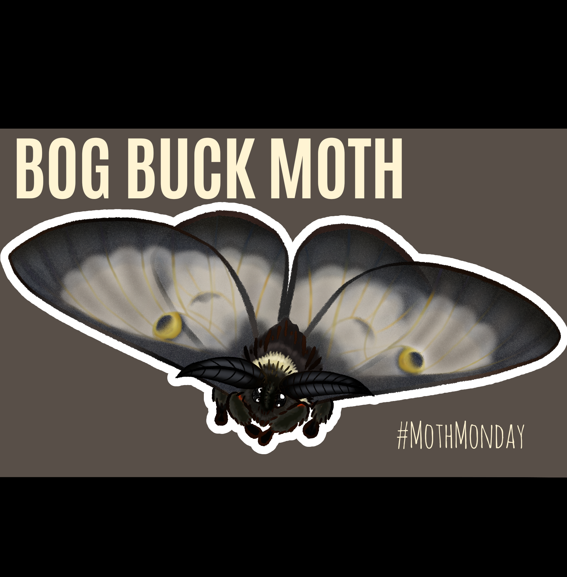 Moth Monday #17 - ibisPaint