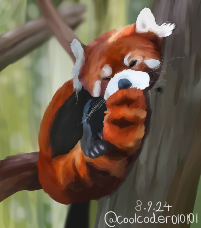 Red panda - ibisPaint