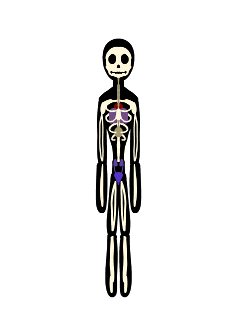 Stickman anatomy - ibisPaint