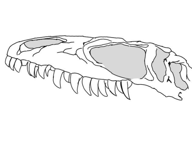 Carcharodontosaurus skull wip - ibisPaint