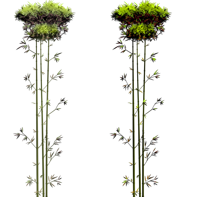 Bamboo tree - ibisPaint