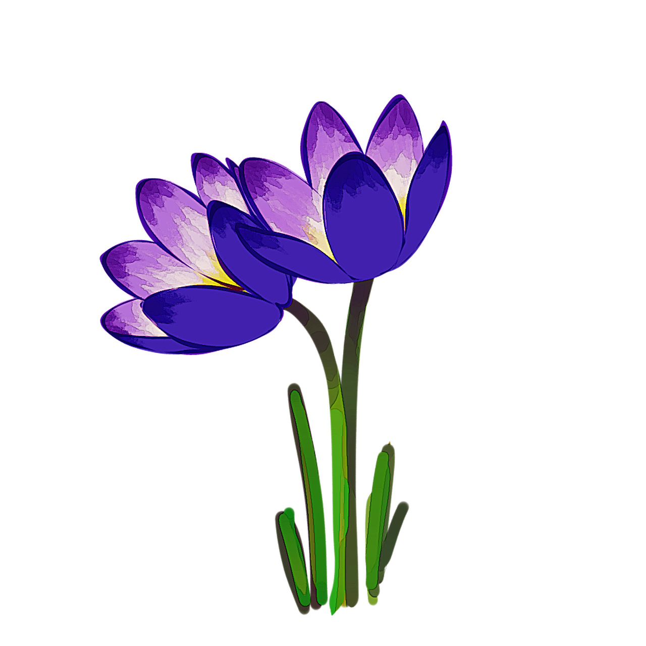 Crocus Flower - ibisPaint