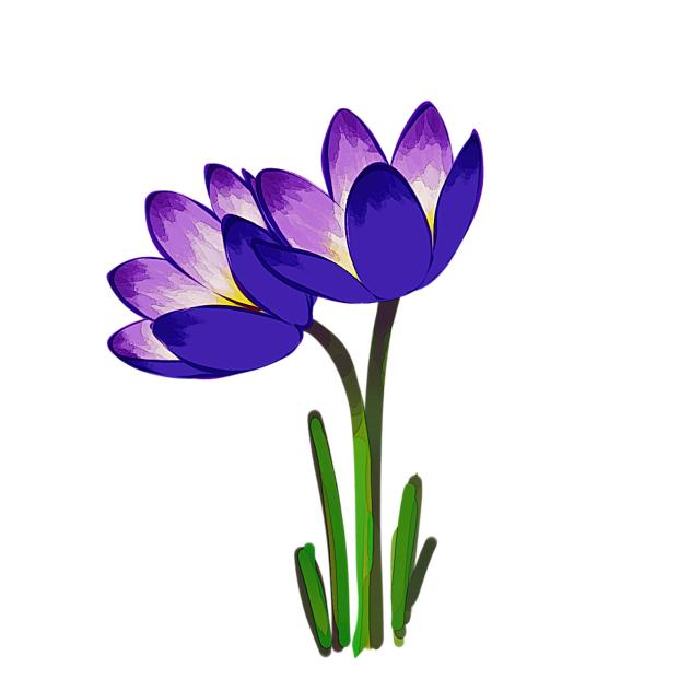 Crocus Flower - ibisPaint