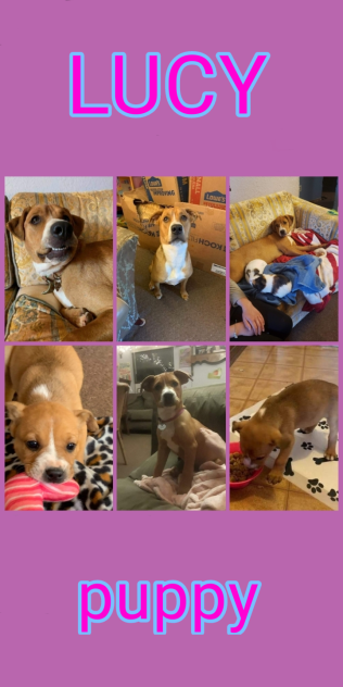 lucy baby - ibisPaint