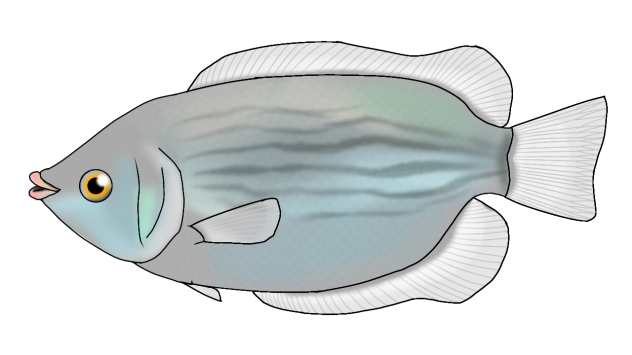 Kissing Gourami render - ibisPaint