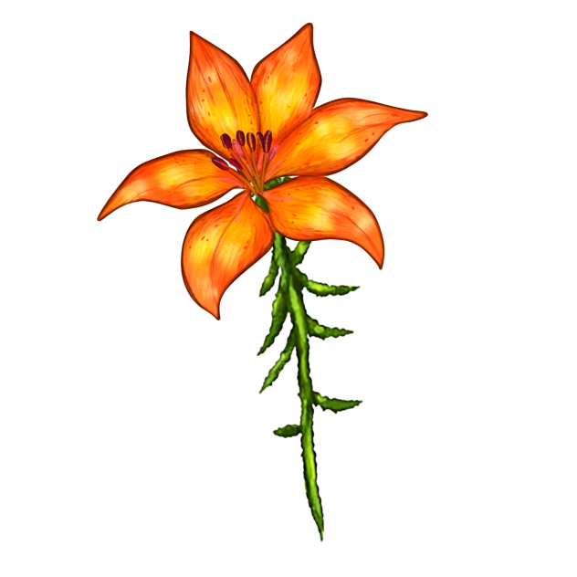 Fire lily - ibisPaint
