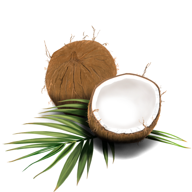 Practice #7 Painting Realistic Coconut - ibisPaint