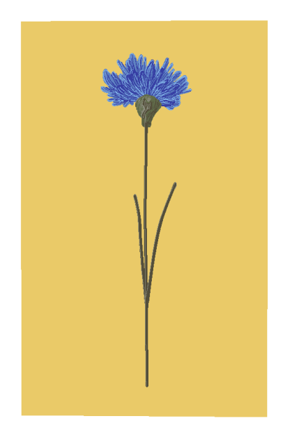 corn flower - ibisPaint