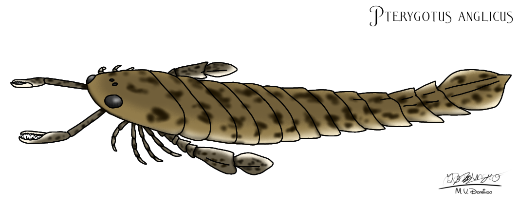 Pterygotus anglicus - ibisPaint