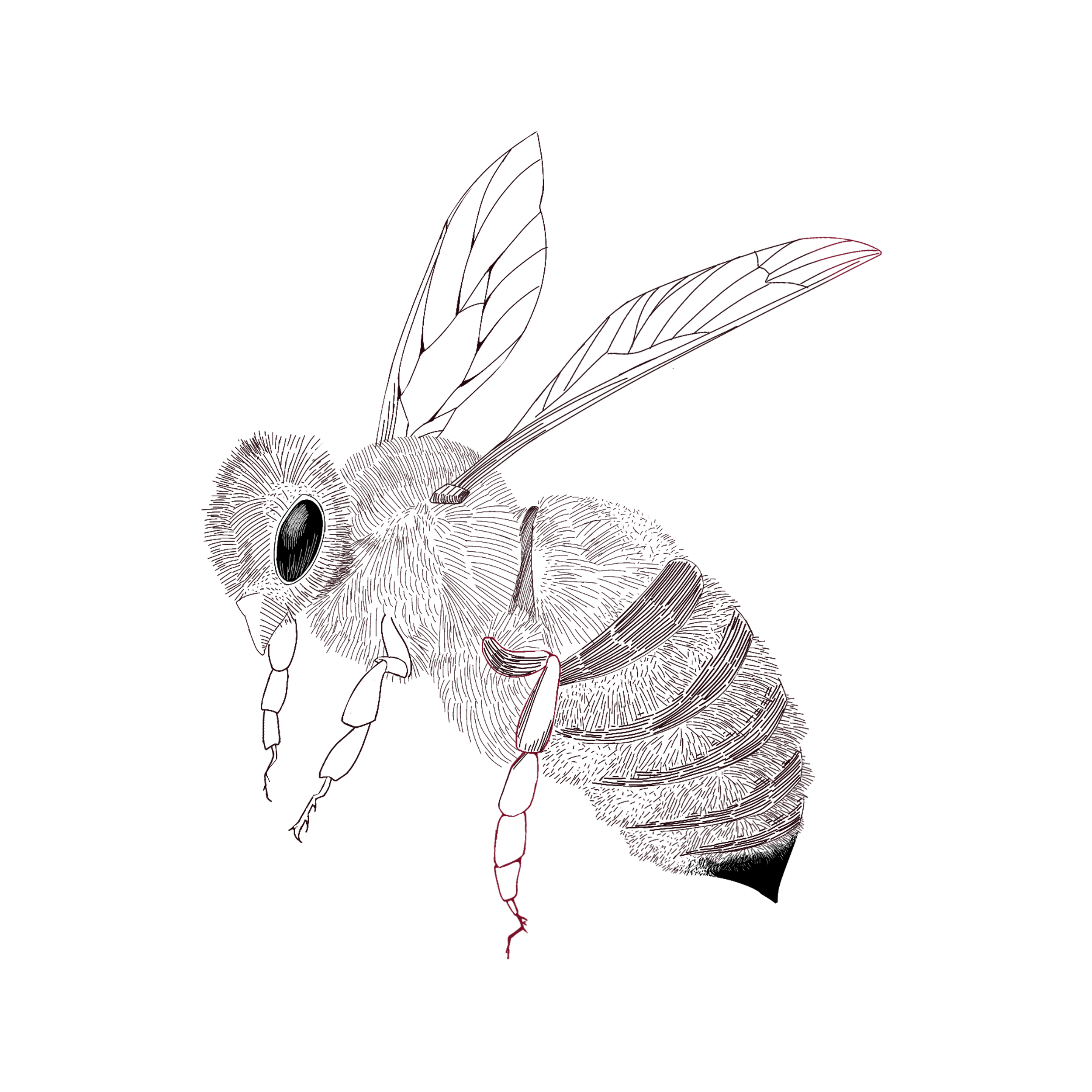Bee - ibisPaint