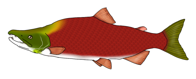 Sockeye salmon - ibisPaint