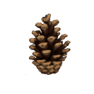 squirrel - ibisPaint