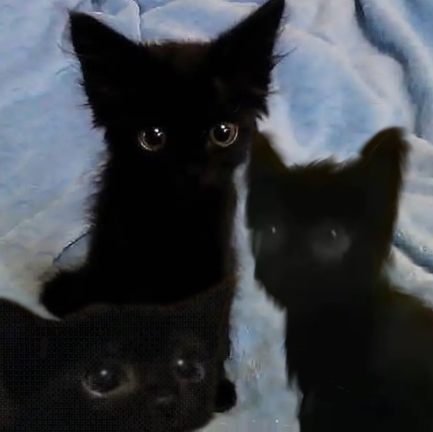 three baby black cats - ibisPaint