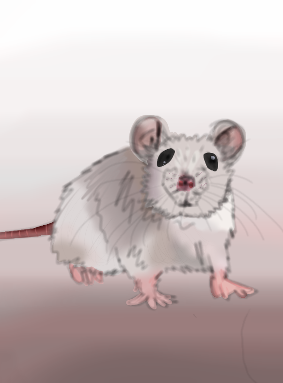🐀 ♤rat♤ 🐀 - ibisPaint