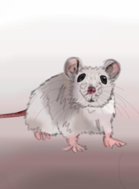 🐀 ♤rat♤ 🐀 - ibisPaint