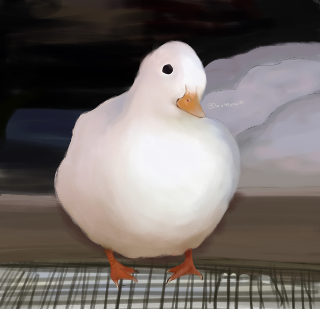 chubby duck - ibisPaint