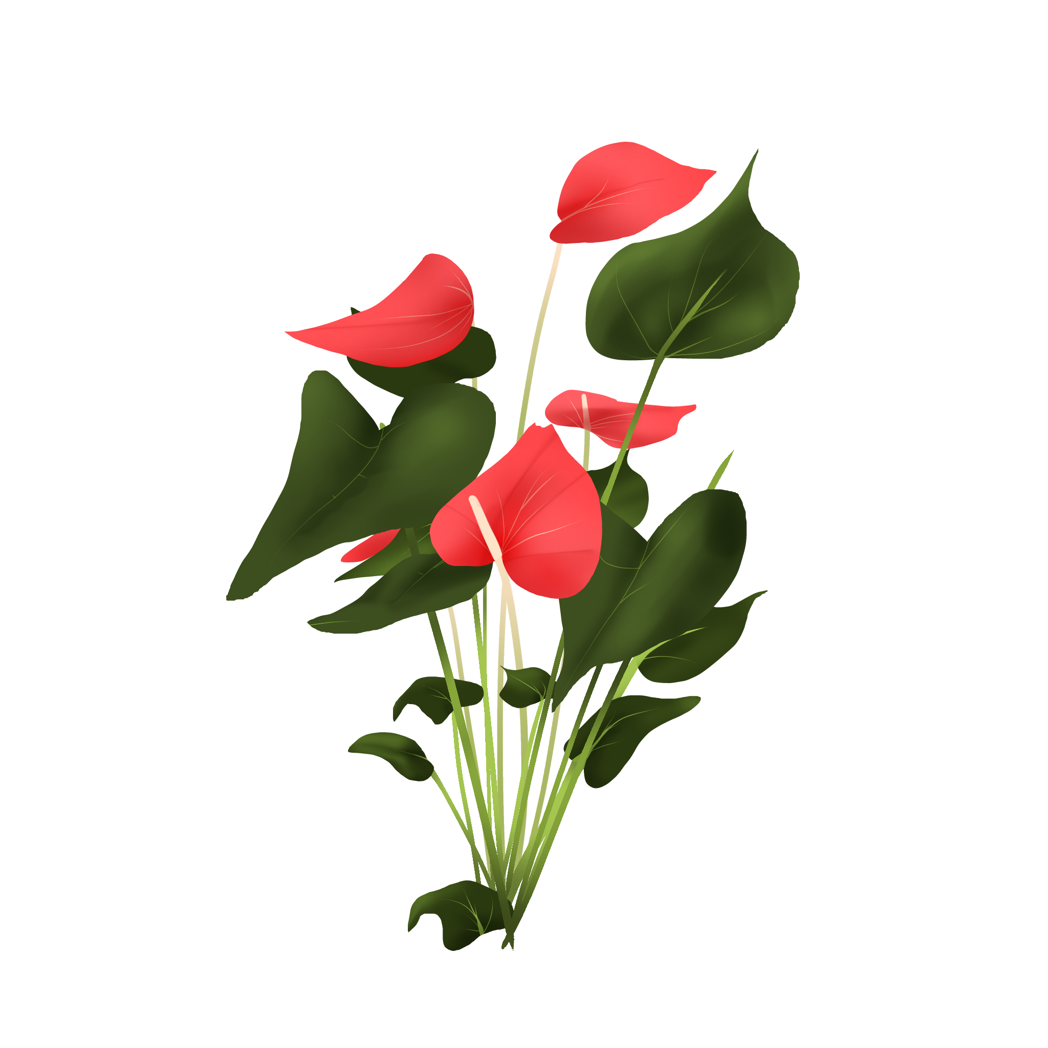 Flamingo Flower - ibisPaint