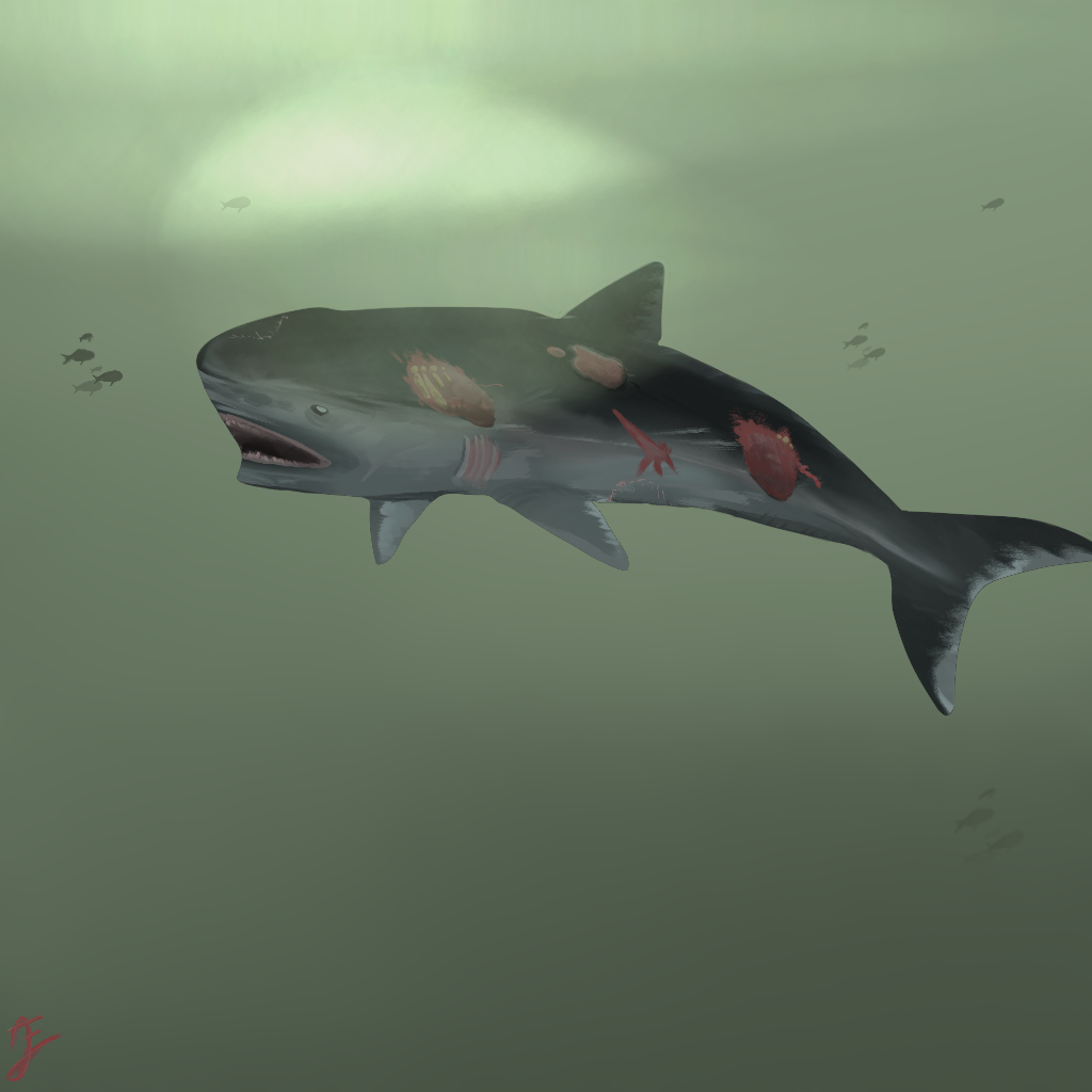 (Shark V1) 683 - ibisPaint