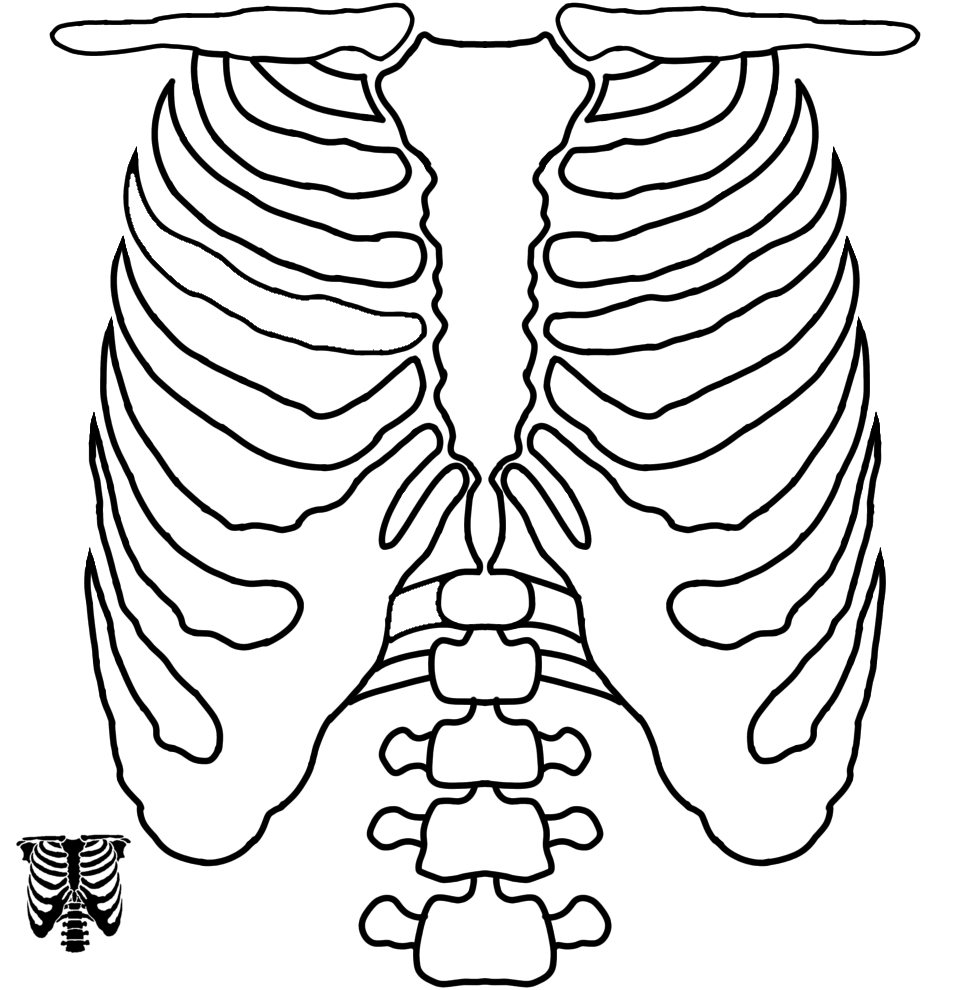 rib cage - ibisPaint