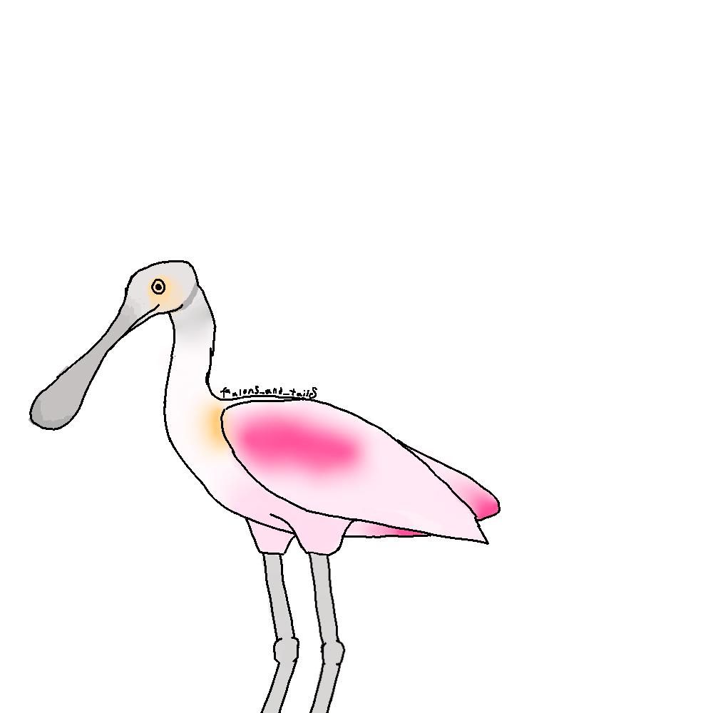 roseate spoonbill - ibisPaint