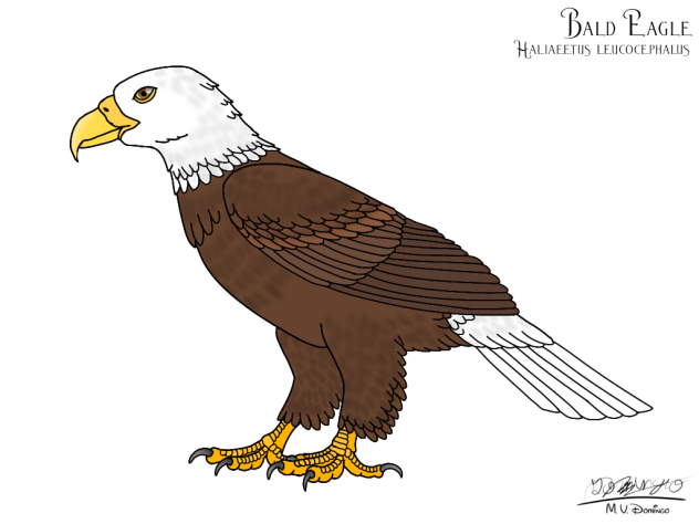 Bald Eagle - ibisPaint
