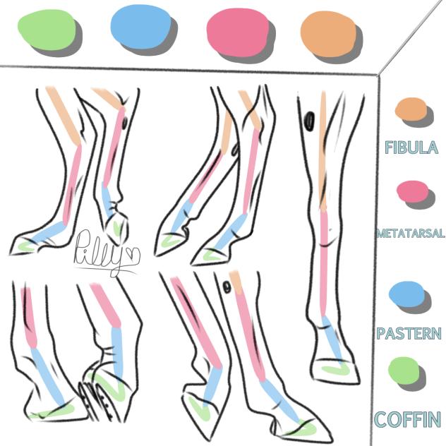 Horse legs #1 anatomy - ibisPaint