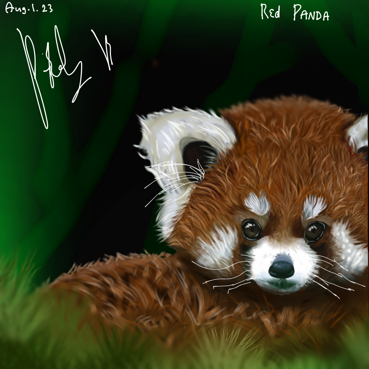 red panda (doing FREE requests) - ibisPaint