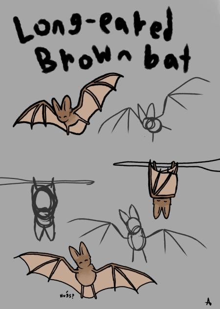 BATS - ibisPaint